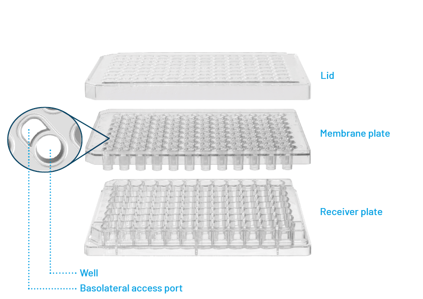 A smarter plate design for HTS transwell migration assays